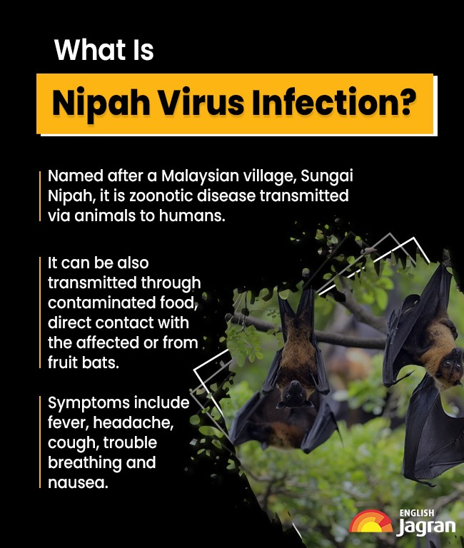 Nipah Virus Infection: What Is NiV? A Look At Previous Cases | Kerala's ... Nipah Virus Infection: What Is NiV? A Look At Previous Cases | Kerala's ...